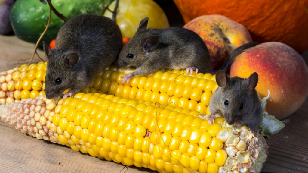 Common Basement Bugs And How To Deal With Them