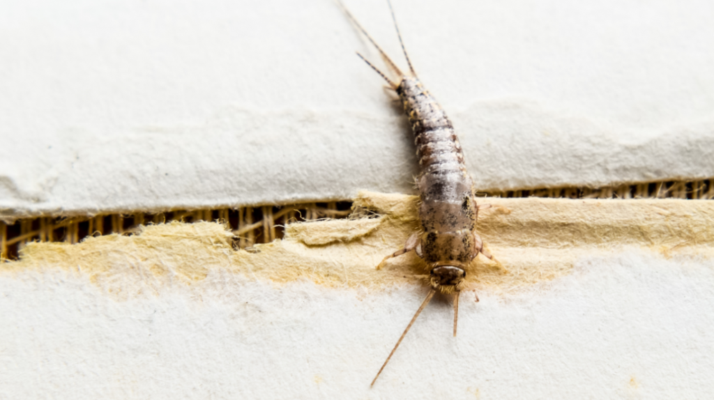 Common Basement Bugs And How To Deal With Them