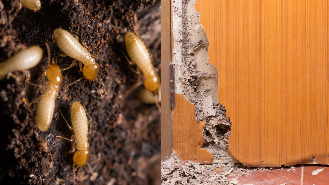 Common Basement Bugs And How To Deal With Them