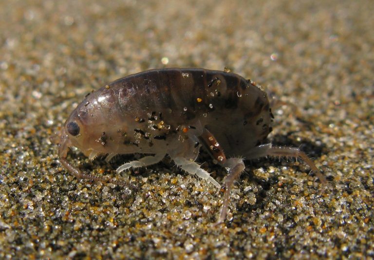 How To Identify & Get Rid Of Fleas In Your House